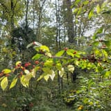 Two Lakes Loop Trail, Indiana - 554 Reviews, Map | AllTrails