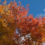 Sagehen Creek Loop, California - 852 Reviews, Map | AllTrails