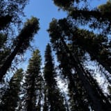 Fairview Lookout, Alberta, Canada - 1,829 Reviews, Map | AllTrails