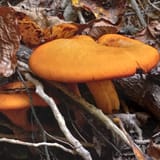 Bridge Buttress Access Trail, West Virginia - 103 Reviews, Map | AllTrails