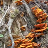 Bridge Buttress Access Trail, West Virginia - 103 Reviews, Map | AllTrails