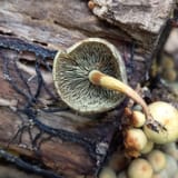 Bridge Buttress Access Trail, West Virginia - 103 Reviews, Map | AllTrails