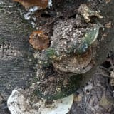 Bridge Buttress Access Trail, West Virginia - 103 Reviews, Map | AllTrails