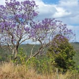 Mount Cootha to Enoggera reservoir, Queensland, Australia - 74 Reviews ...