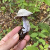 Huckleberry Point Trail, New York - 1,669 Reviews, Map | AllTrails