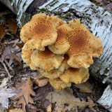 Huckleberry Point Trail, New York - 1,669 Reviews, Map | AllTrails