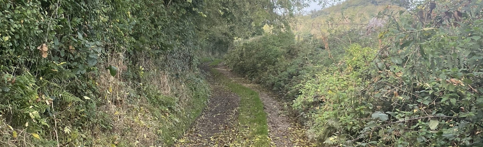 Sheepwash and Buckland Filleigh Circular, Devon, England - 5 Reviews ...