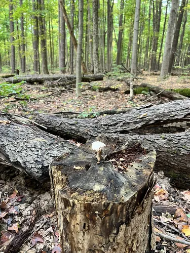 Best Hikes and Trails in Frohring Meadows | AllTrails