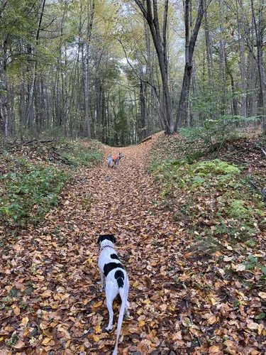 Best Hikes and Trails in Georgetown-Rowley State Forest | AllTrails