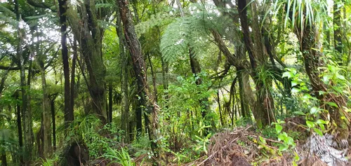 Best 10 Hiking Trails in Dome Forest Conservation Area | AllTrails