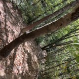 Compression Falls Trail, North Carolina - 384 Reviews, Map | AllTrails