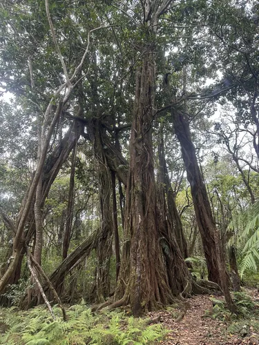 Best Hikes and Trails in Kalopa State Recreation Area | AllTrails