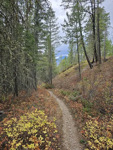 Best Hikes and Trails in Columbia Lake Provincial Park | AllTrails