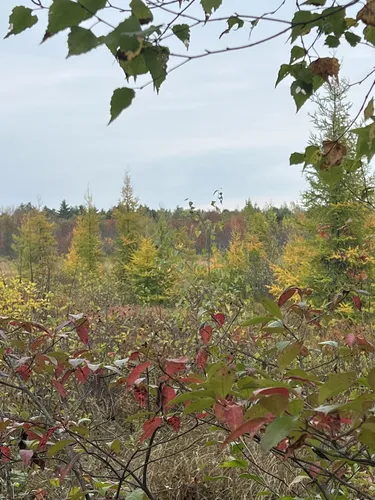 Best Hikes and Trails in Rines Wetlands and Wildlife Preserve | AllTrails