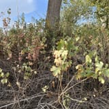 Star River Walk, Idaho - 346 Reviews, Map | AllTrails