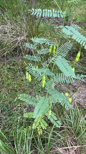 Best Hikes and Trails in Emeralda Marsh Conservation Area | AllTrails
