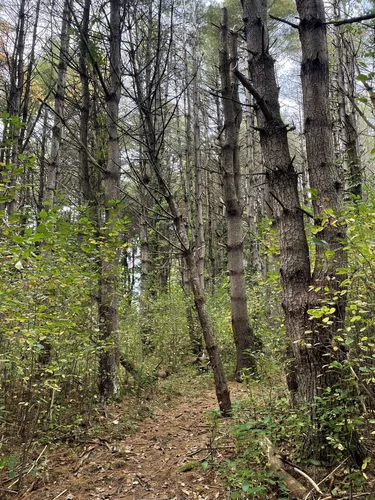 Best Hikes and Trails in Quaddick State Park | AllTrails