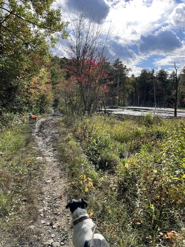 Best Hikes and Trails in Georgetown-Rowley State Forest | AllTrails