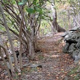 Lewis Spring Falls Trail, Virginia - 1,295 Reviews, Map | AllTrails