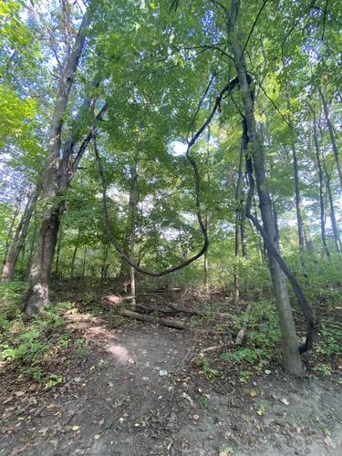 Best Hikes and Trails in Galien River County Park | AllTrails