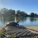 Eisenhower Park Loop , New York - 523 Reviews, Map | AllTrails