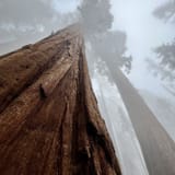 Muir Grove Trail, California - 366 Reviews, Map | AllTrails