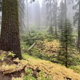 Muir Grove Trail, California - 366 Reviews, Map | AllTrails