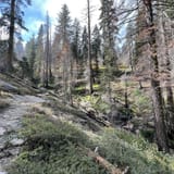 Muir Grove Trail, California - 359 Reviews, Map | AllTrails