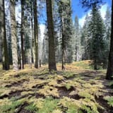 Muir Grove Trail, California - 359 Reviews, Map | AllTrails