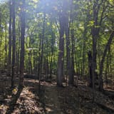 Luton Park Trail, Michigan - 1,375 Reviews, Map | AllTrails