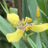 Cross Island Track and The Needle, Rarotonga, Cook Islands - 191 ...