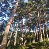 Ahopsan Forest, Busan, South Korea - 22 Reviews, Map | AllTrails
