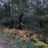 Douglas Forest Wallis Pond Loop Trail, Massachusetts - 929 Reviews, Map ...