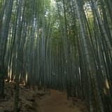 Ahopsan Forest, Busan, South Korea - 22 Reviews, Map | AllTrails