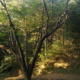 Ahopsan Forest, Busan, South Korea - 22 Reviews, Map | AllTrails