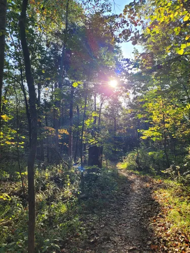 Best Hikes and Trails in Saunders Springs Nature Preserve | AllTrails