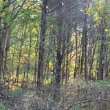 Saunders Springs Nature Preserve Loop, Kentucky - 400 Reviews, Map ...