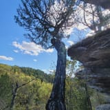 Window Cliffs Trail, Tennessee - 1,333 Reviews, Map | AllTrails
