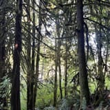 Maple Valley Loop, Washington - 230 Reviews, Map | AllTrails