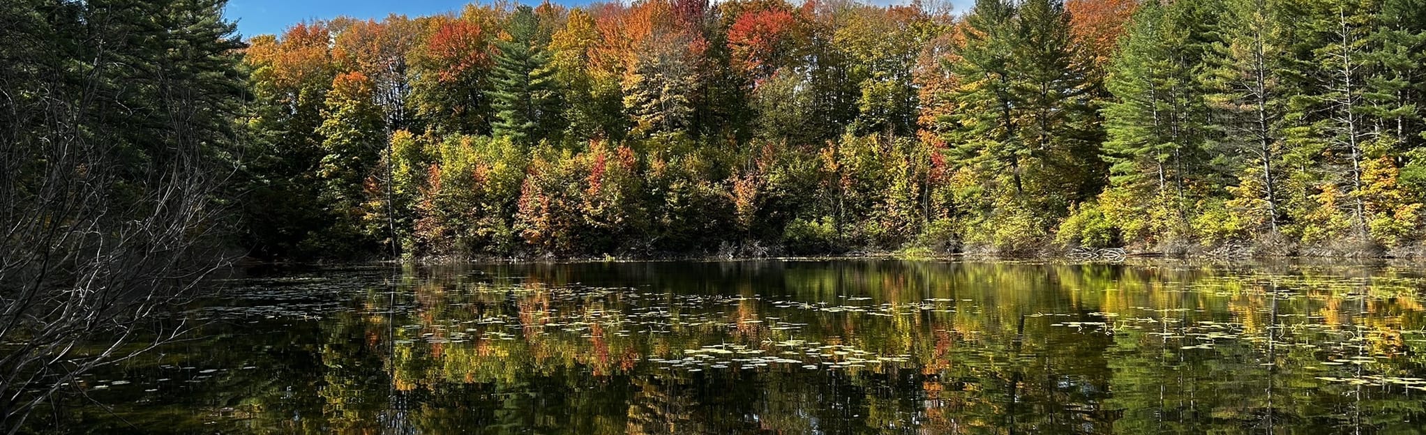 Hemlock Loop, Michigan - 140 Reviews, Map | AllTrails