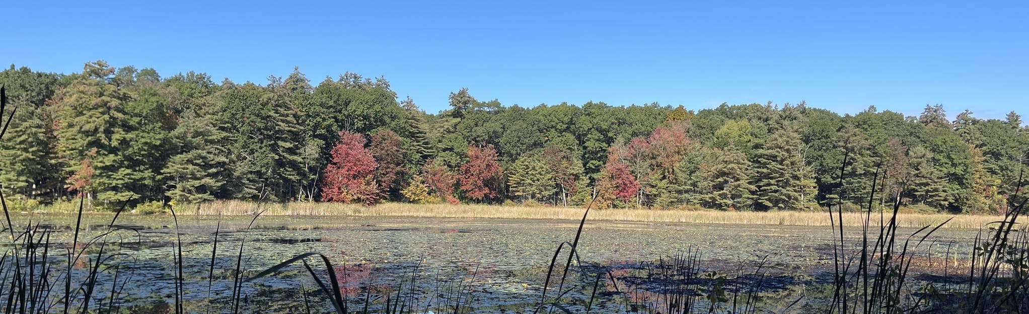 Pine Meadow Conservation Area Loop, Massachusetts - 146 Reviews, Map ...