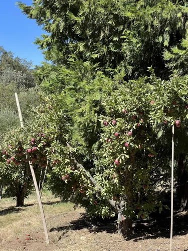 The Wildlands Conservancy Oak Glen Preserve: de beste routes om te ...