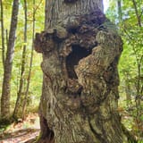 South Toe River Loop, North Carolina - 105 Reviews, Map | AllTrails