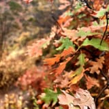 Storm King Mountain Memorial Trail, Colorado - 630 Reviews, Map | AllTrails