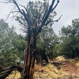 Storm King Mountain Memorial Trail, Colorado - 630 Reviews, Map | AllTrails