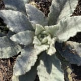 Robinson Canyon Loop, Washington - 178 Reviews, Map | AllTrails