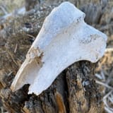 Robinson Canyon Loop, Washington - 178 Reviews, Map | AllTrails