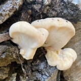 Robinson Canyon Loop, Washington - 178 Reviews, Map | AllTrails