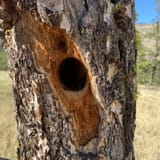 Robinson Canyon Loop, Washington - 178 Reviews, Map | AllTrails