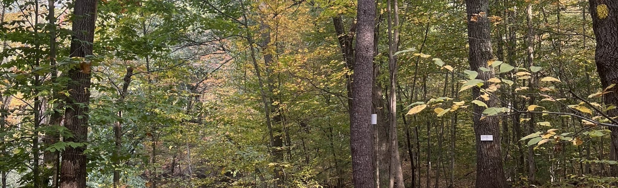 Manhan River Trail, Massachusetts - 36 Reviews, Map | AllTrails